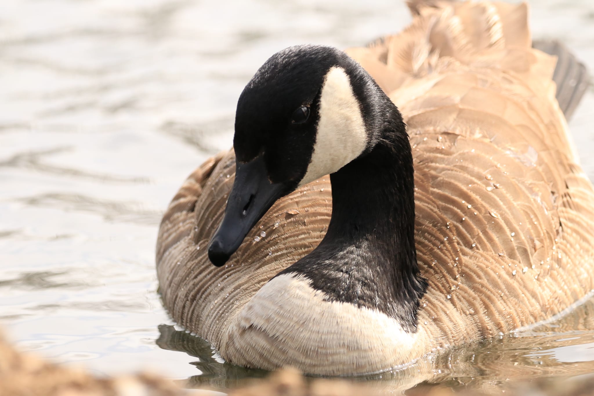 Save Peapack-Gladstone Liberty Park Geese