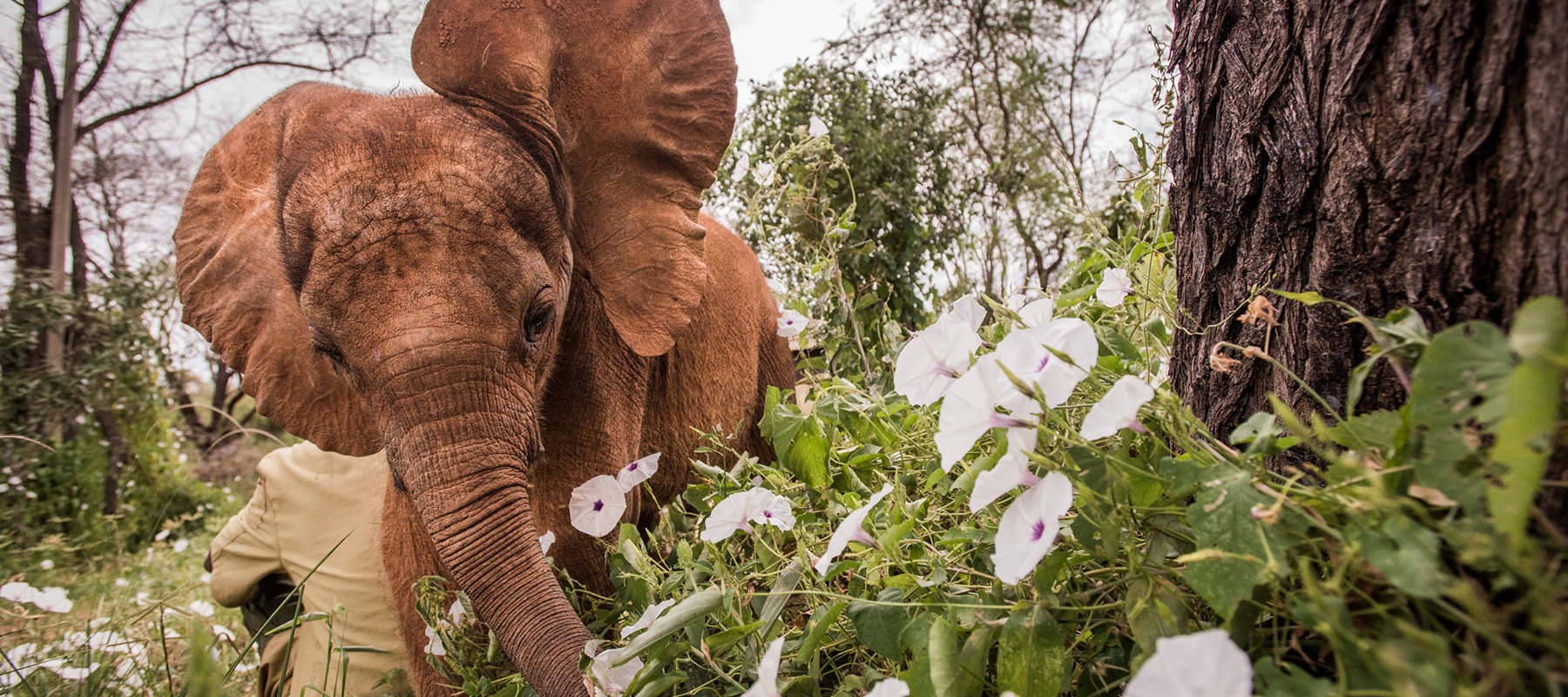 Sheldrick Wildlife Trust Links